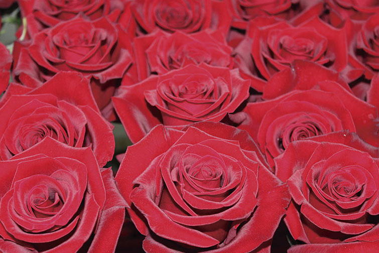 ローズについて